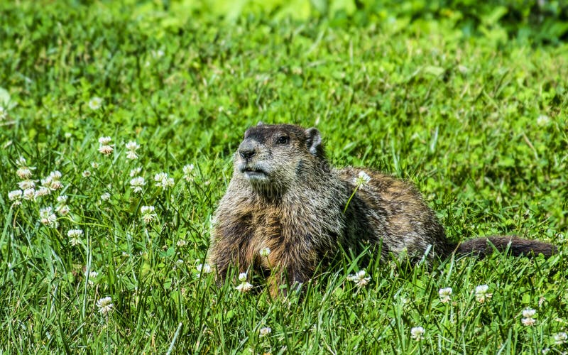 Groundhog in clover stock image. Image of groundhog, clover - 80734211