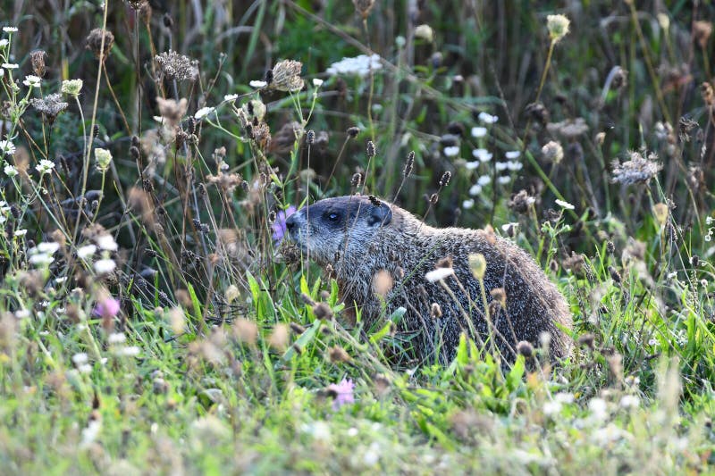 Groundhog stock image. Image of groundhog, lawn, green - 257929963