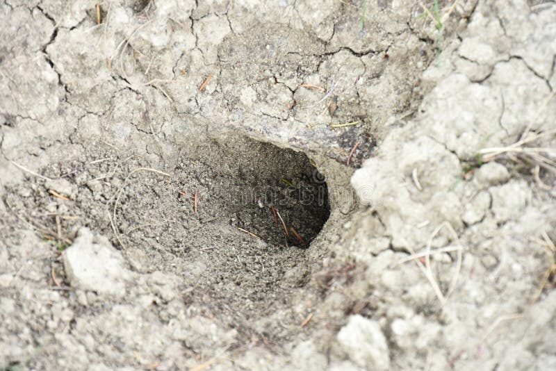 Groundhog Den Close Up stock photo. Image of hole, furry - 229451636