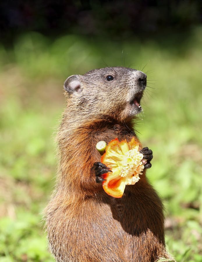 Groundhog Eating Carrot in Vintage Garden Setting Stock Photo - Image ...