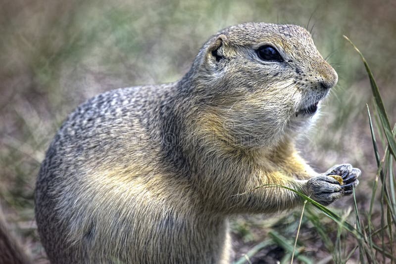 Groundhog Eating stock image. Image of burrow, eating - 60456267
