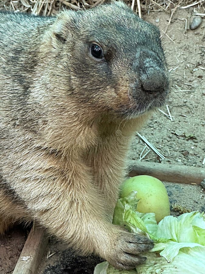 Groundhog Eats Cabbage in the Zoo. Funny Animal Stock Image - Image of ...