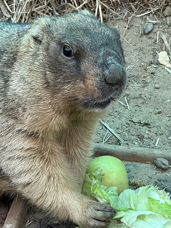Groundhog Eats Cabbage in the Zoo. Funny Animal Stock Photo - Image of ...