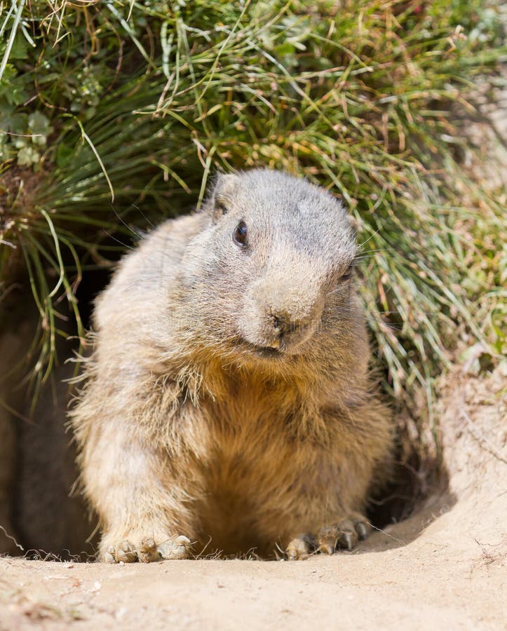 Groundhog in front of den stock image. Image of burrow - 23631869