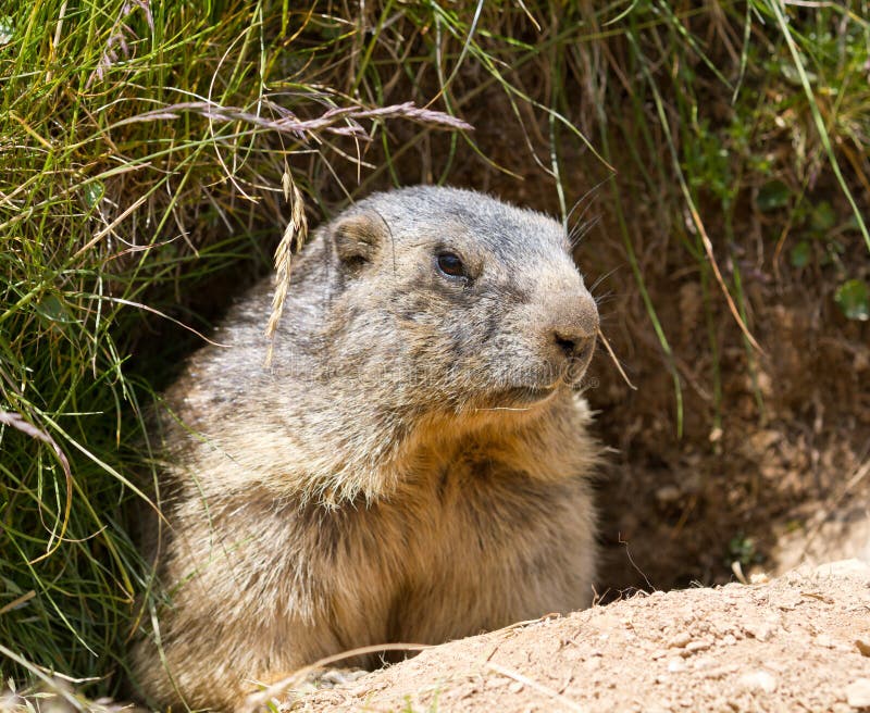 Groundhog in front of den stock image. Image of burrow - 23631869