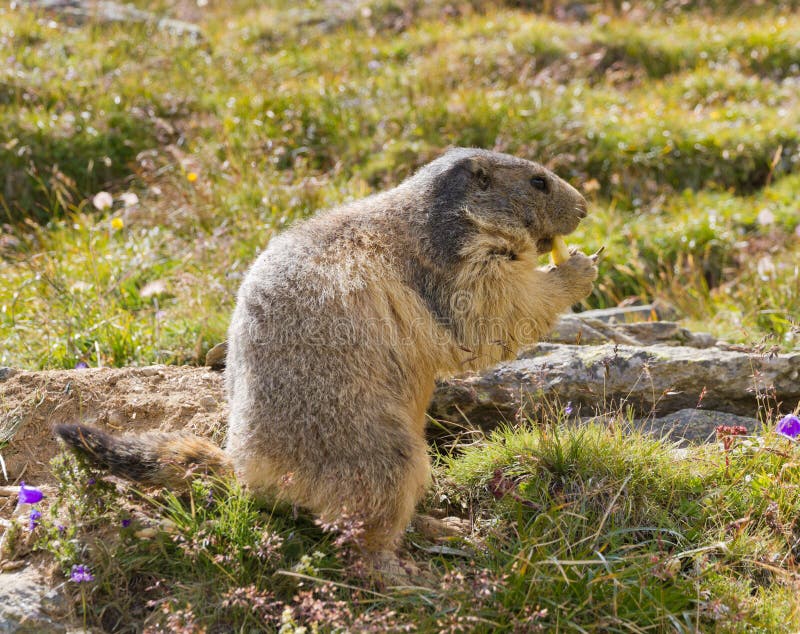 Groundhog in front of den stock image. Image of burrow - 23631869