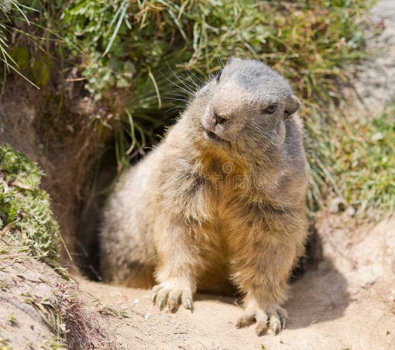 Groundhog in front of den stock image. Image of burrow - 23631869