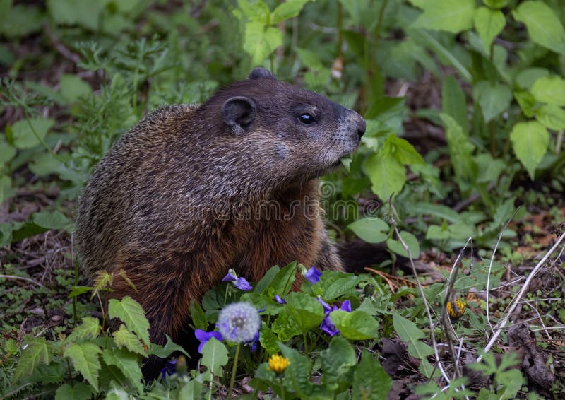 A Groundhog or Gopher Eating Weeds in a Country Meadow. Stock Photo ...