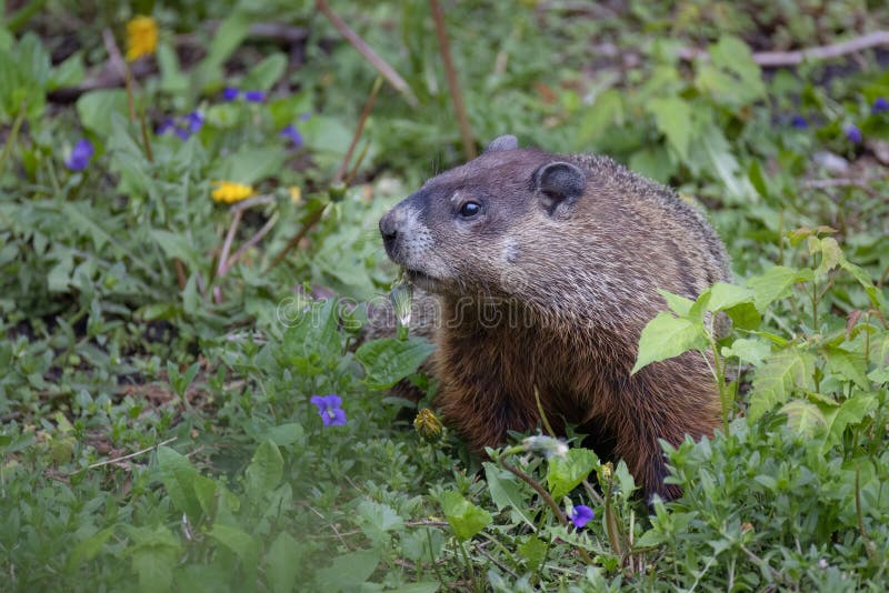 Groundhog or Gopher Eating Weeds in a Country Meadow. Stock Photo ...