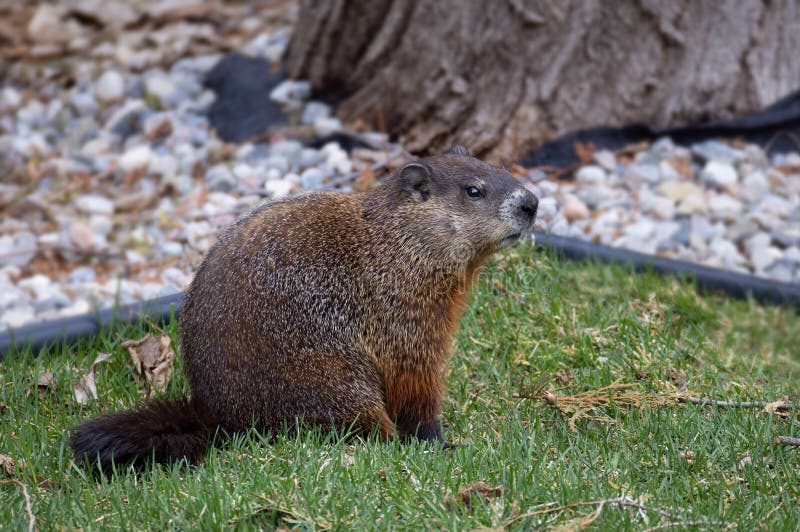 A Groundhog or Gopher Standing on a Green Lawn in Spring. Stock Photo ...