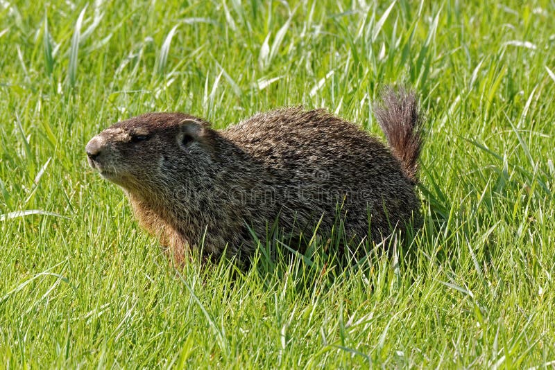 Groundhog Stock Photos - Download 4,041 Royalty Free Photos