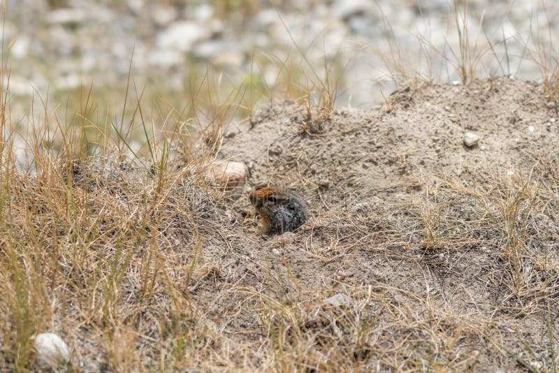 Groundhog Head Out of Its Den. Stock Image - Image of marmot, canada ...