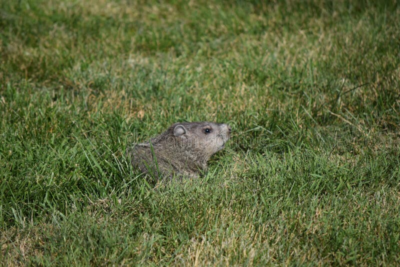 Groundhog Hiding in the Grass Stock Image - Image of rodent, hiding ...