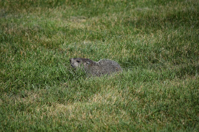 Groundhog Hiding in the Grass Stock Image - Image of hiding, woodchuck ...