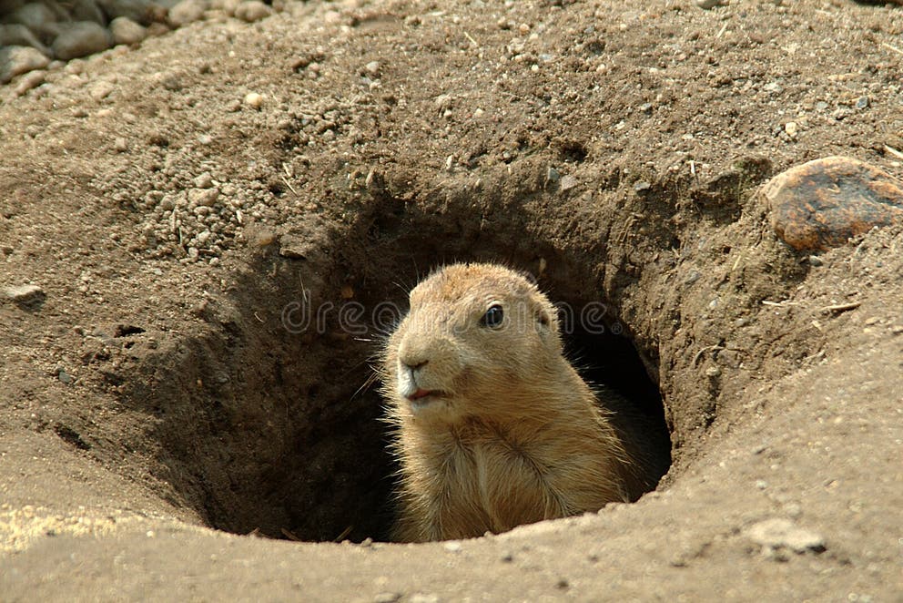 Groundhog in his hole stock image. Image of prairie, hole - 62889
