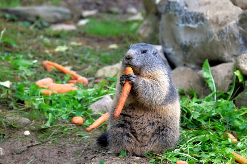 Groundhog Holding a Carrot in His Hands Stock Image - Image of wood ...