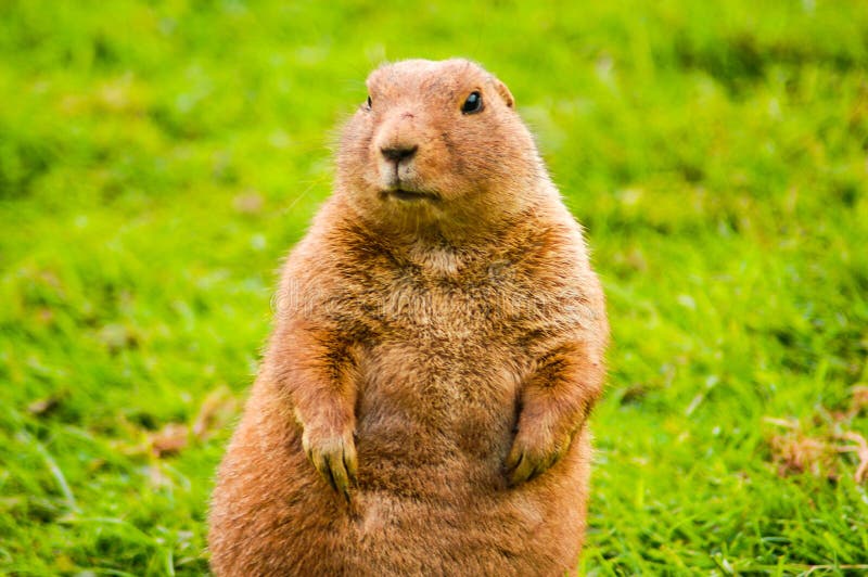 Groundhog stock image. Image of quebec, animal, beauty - 24838511