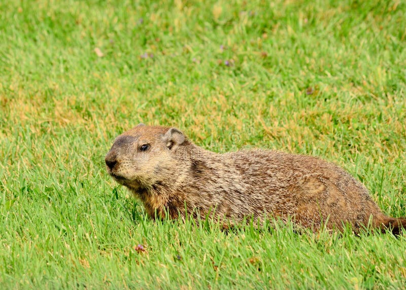 Groundhog stock image. Image of groundhog, wildlife, marmota - 32800583