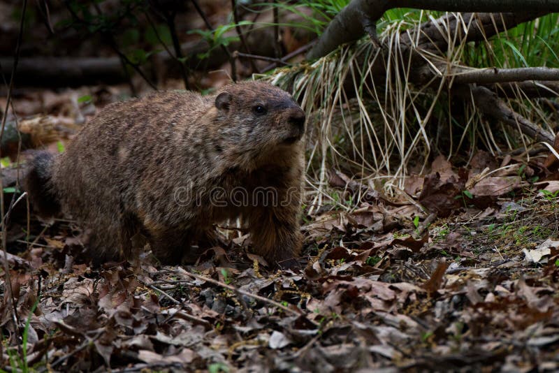 A Fat Groundhog Walking Across the Grass at a Campground in Ontario ...