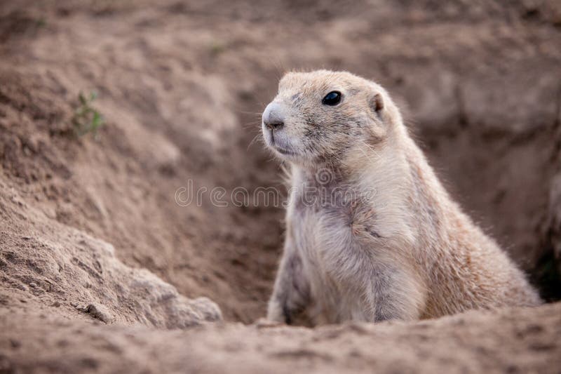 Groundhog stock image. Image of ground, groundhog, dirt - 52598581