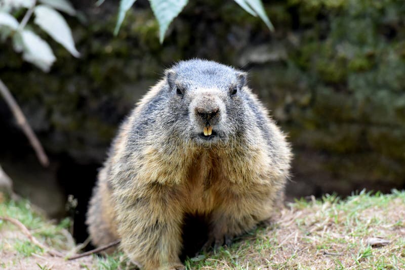 Groundhog in front of den stock image. Image of burrow - 23631869