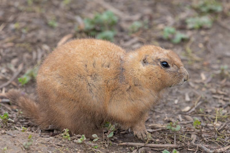 Groundhog (marmota monax stock image. Image of natural - 314703709