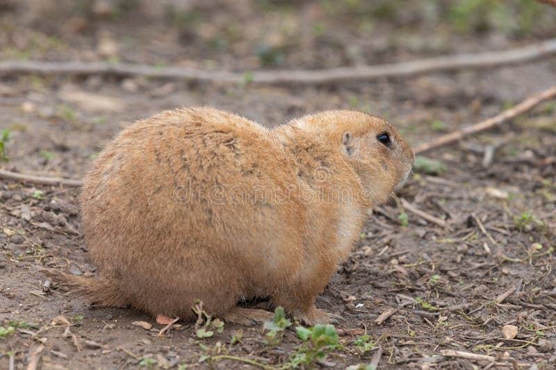 Groundhog (marmota monax stock image. Image of closeup - 314703903