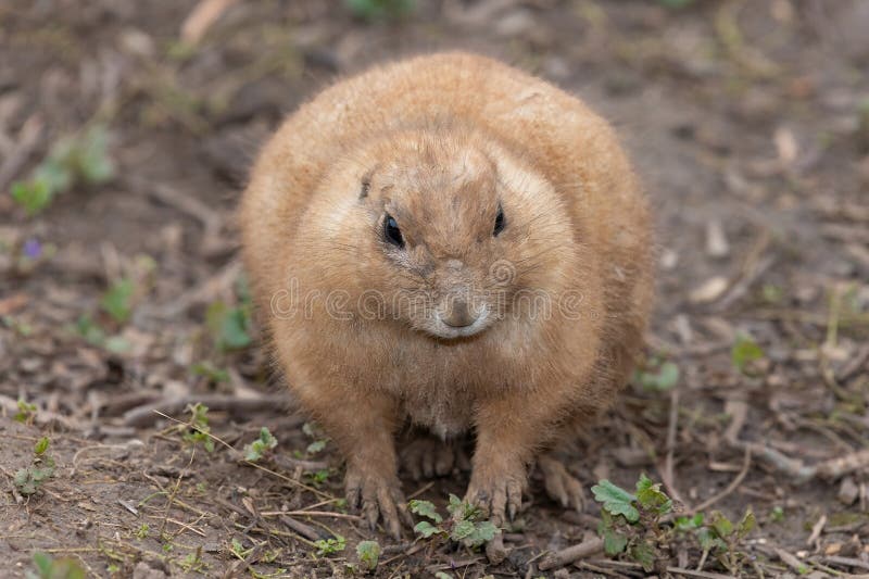 Groundhog (marmota monax stock image. Image of colour - 314704329