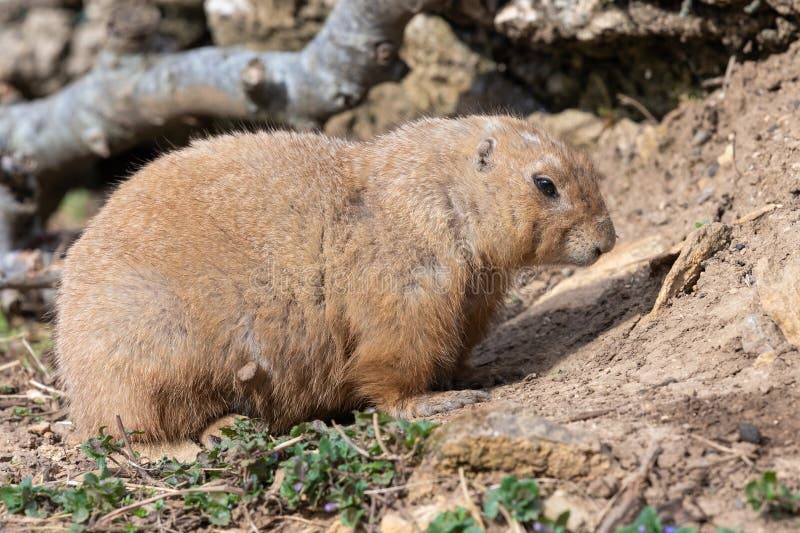 Groundhog (marmota monax stock image. Image of herbivorous - 383489857