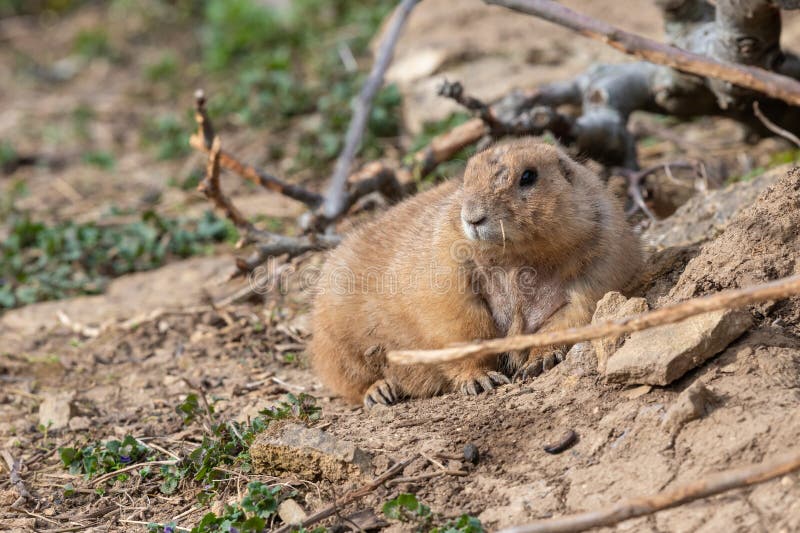 Groundhog (marmota monax stock photo. Image of nature - 383490846