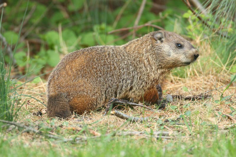 Groundhog (monax marmota) стоковое изображение. изображение ...