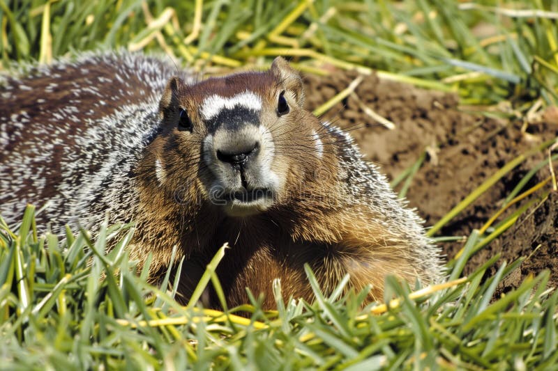 Groundhog Peeking from Underground Hole Stock Image - Image of ...