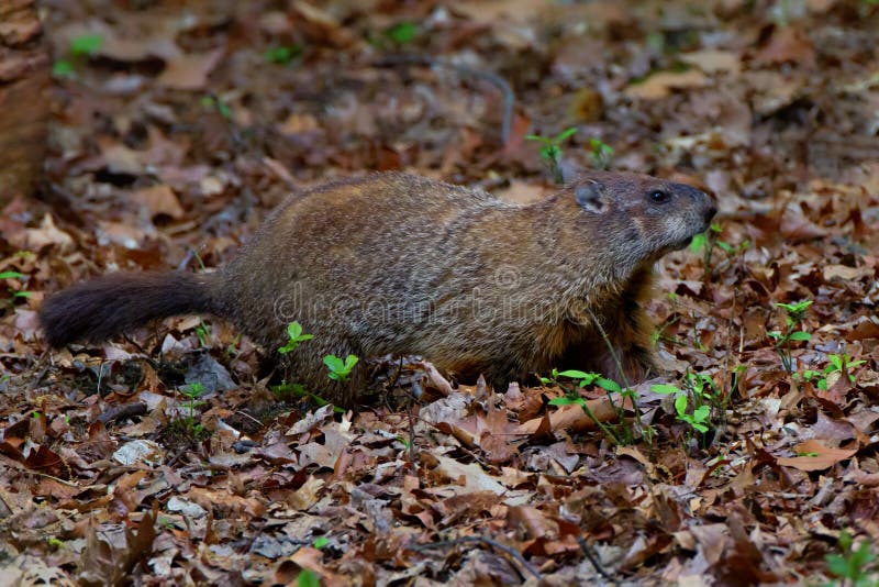 Two Young Groundhogs in Rouge National Urban Park Stock Image - Image ...