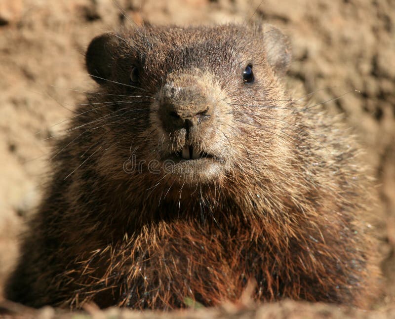 Groundhog Portrait stock photo. Image of animal, wildlife - 5179356
