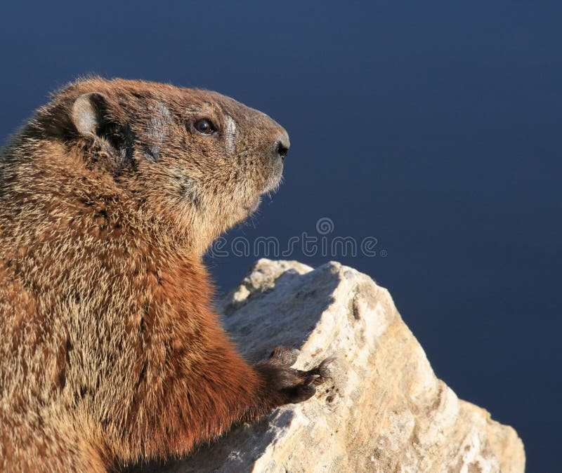Groundhog Que Se Coloca En Roca Foto de archivo - Imagen de ottawa ...