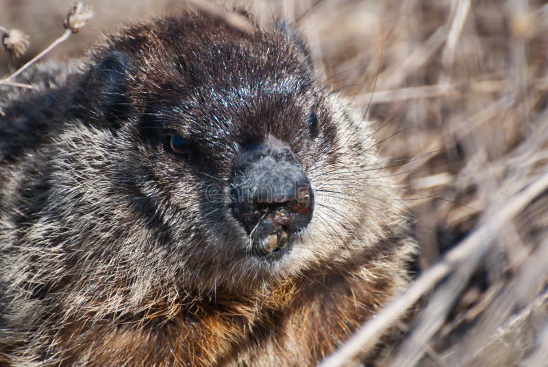 Groundhog s Face stock image. Image of woodchuck, close - 22742459