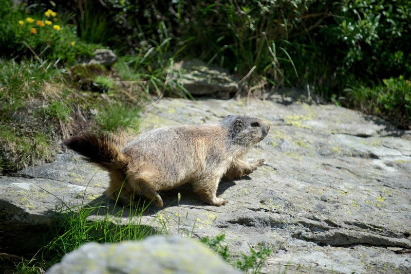 Groundhog stock photo. Image of spring, marmot, groundhog - 36973018