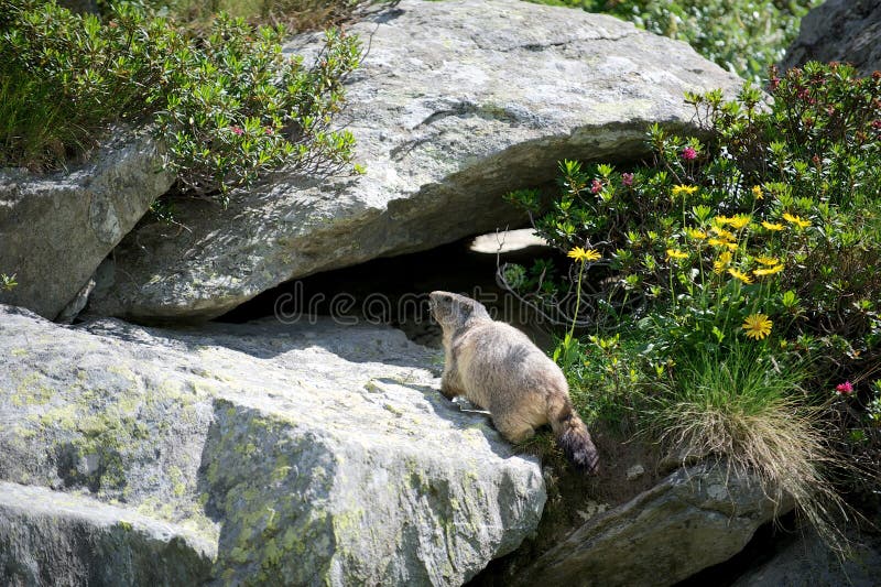 Groundhog stock image. Image of curiosity, groundhog - 36973157