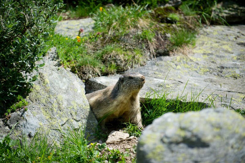 Groundhog stock image. Image of outdoors, peeking, brown - 36972849