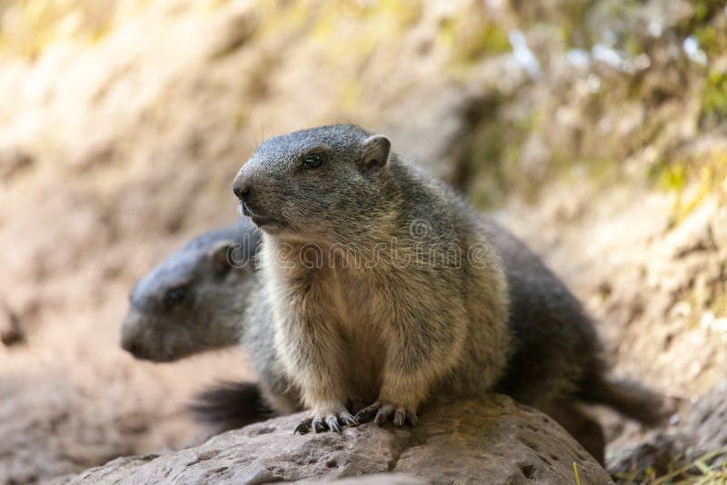 Groundhog Sits on Ground and Looks To the Side Stock Image - Image of ...