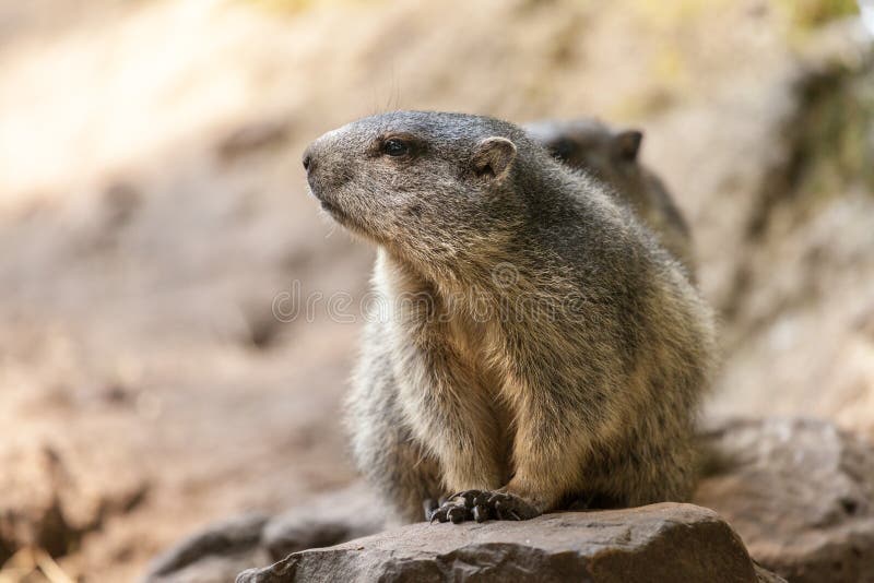 Groundhog Sits on Ground and Looks To the Side Stock Photo - Image of ...
