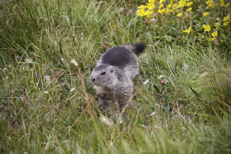 Groundhog Sitting on the Ground Looking at Camera. Wildlife. Forecaster ...
