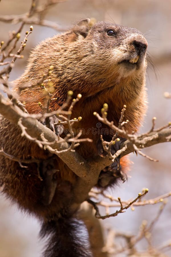 Groundhog Sitting on a Small Branch Stock Image - Image of brown ...