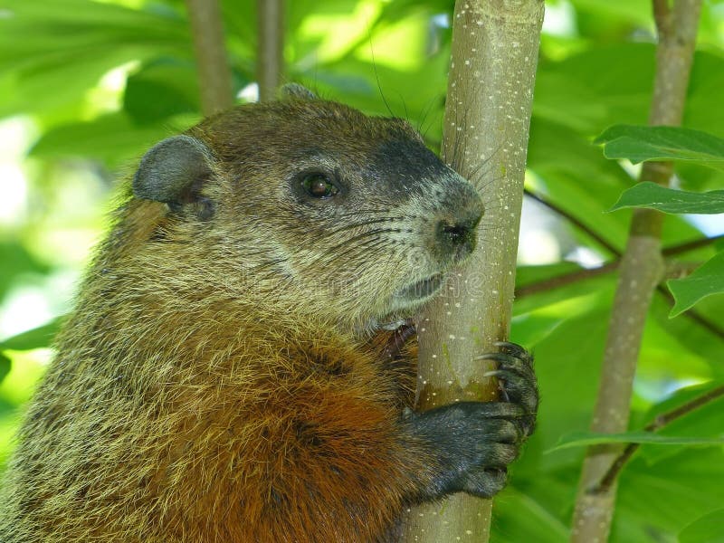 Closeup of a Groundhog stock image. Image of rodent, head - 92795081