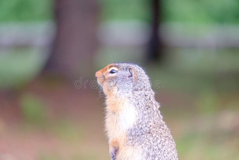 Funny Faced Young Groundhog Showing Teeth Stock Image - Image of mammal ...