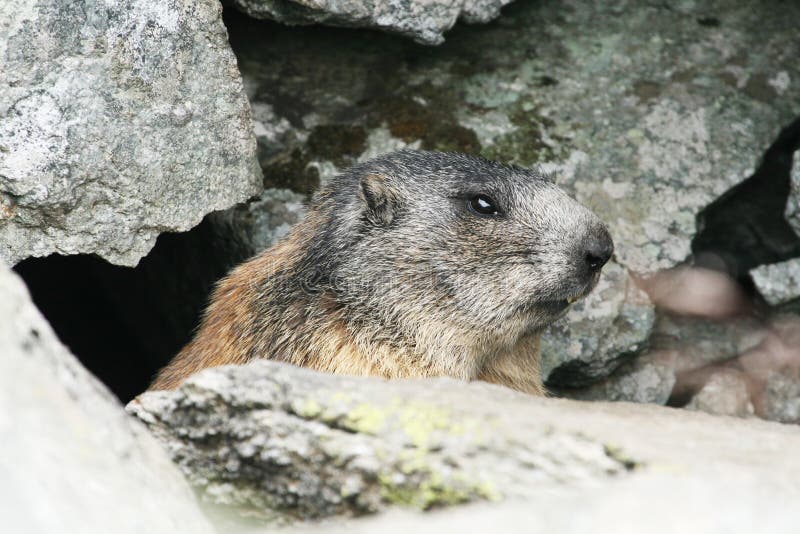 Groundhog Standing Next To His Burrow on Rock Stock Image - Image of ...