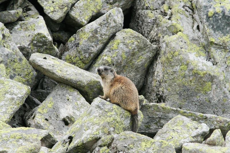 Groundhog Standing Next To His Burrow on Rock Stock Image - Image of ...
