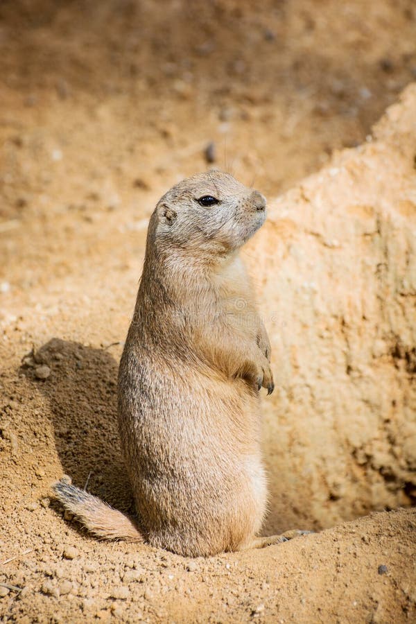 Standing groundhog stock photo. Image of watching, behavior - 58424502