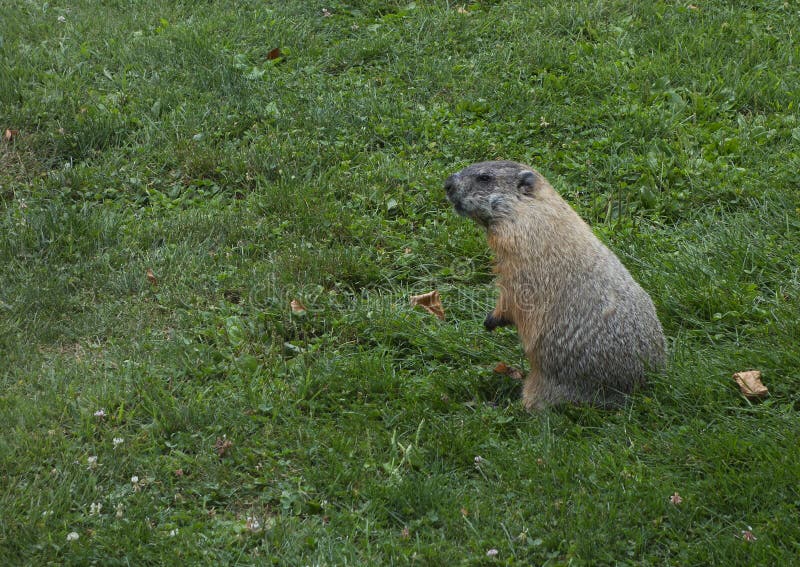 Groundhog stock photo. Image of groundhog, lawn, animal - 43932736