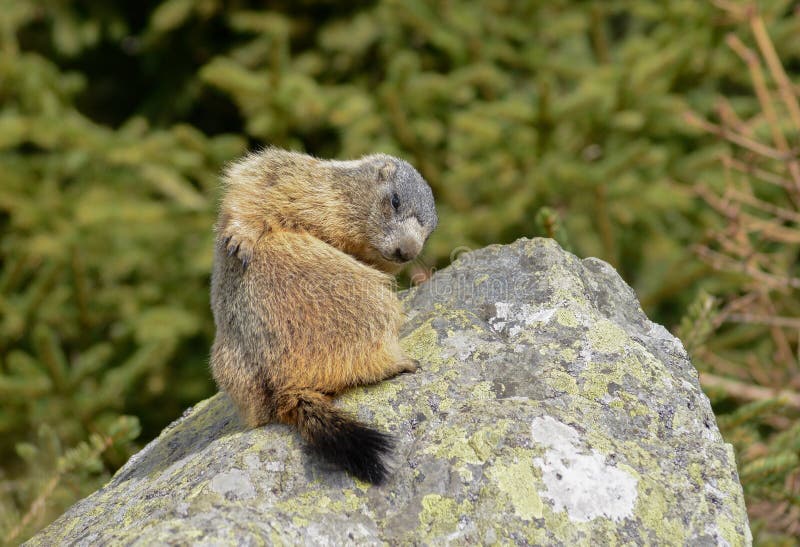Groundhog on a Stone Cleaning Hiis Fur Stock Photo - Image of brown ...